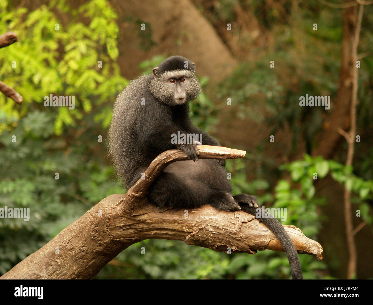 tree mammal wild animals monkey limb put sitting sit tree animal mammal ...