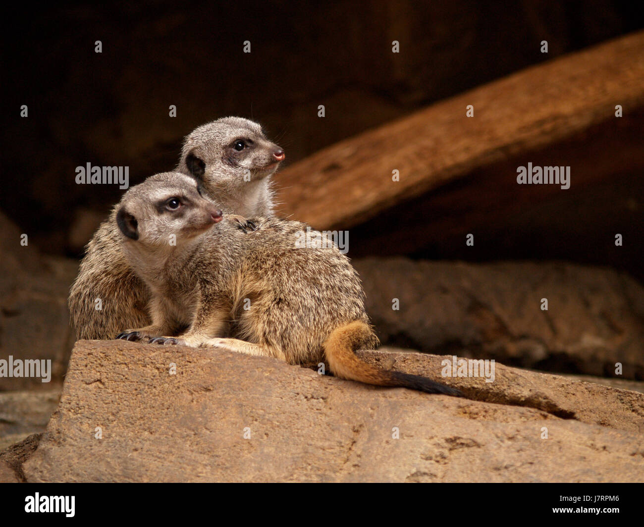 mammal wild animals wise attentive alert friendly teachably concise ...