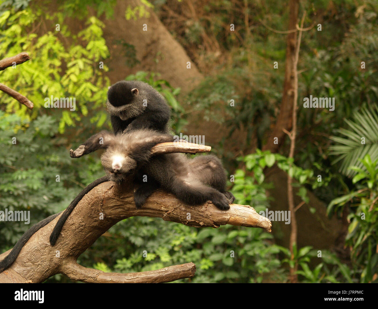 tree mammal monkey look glancing see view looking peeking looking at ...
