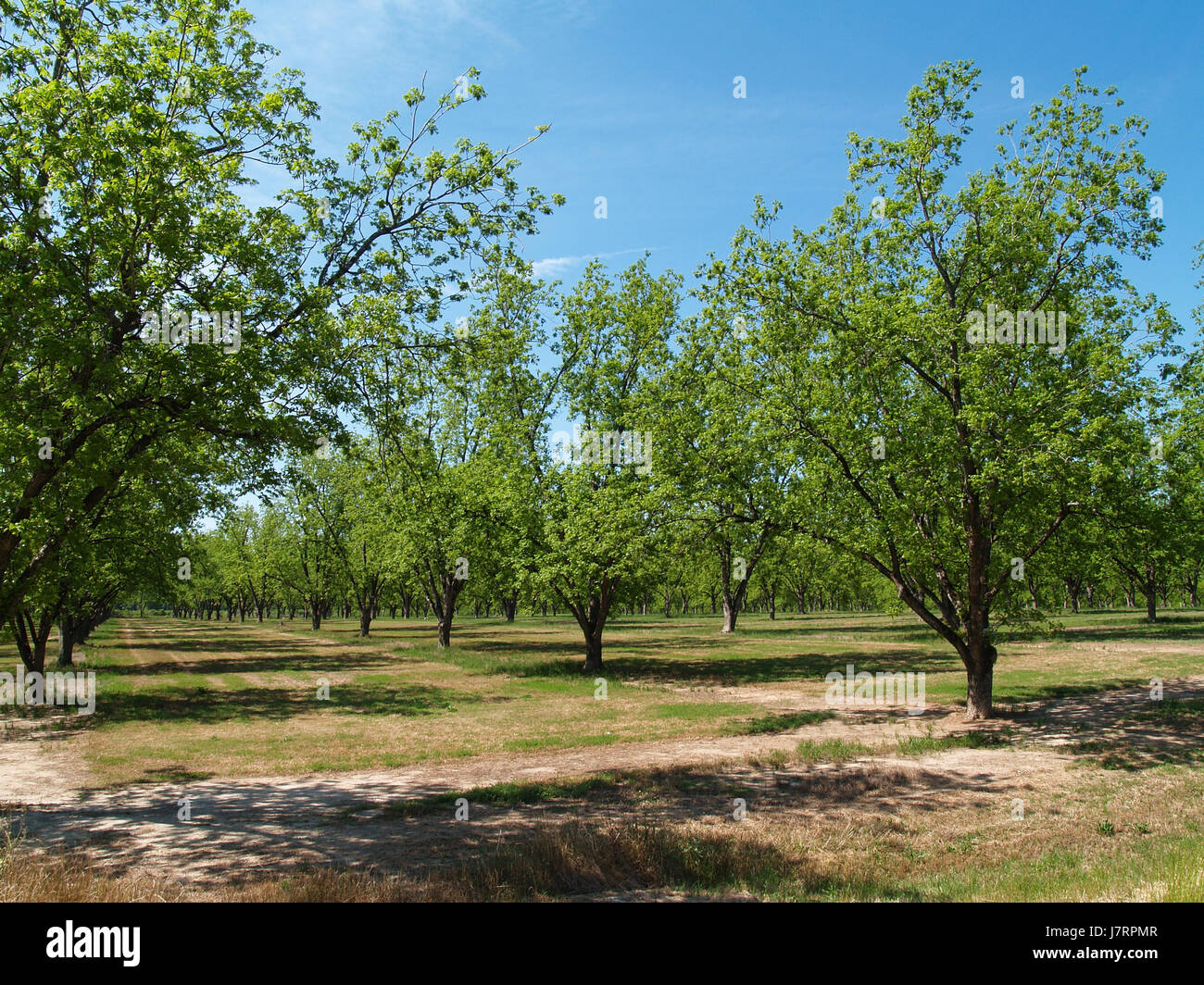 industry agriculture farming farm orchard grove rural peasant ...