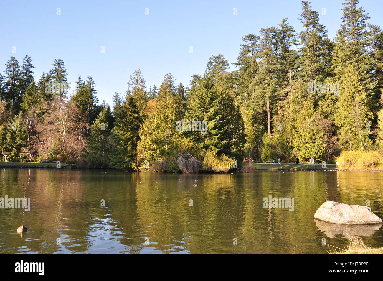tree park canada sight view outlook perspective vista panorama lookout ...