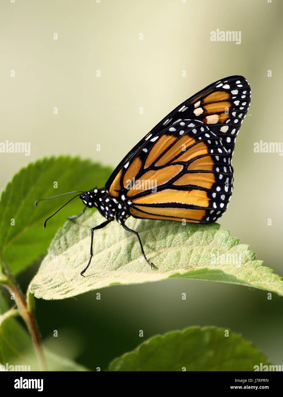 Moth profile hi-res stock photography and images - Alamy