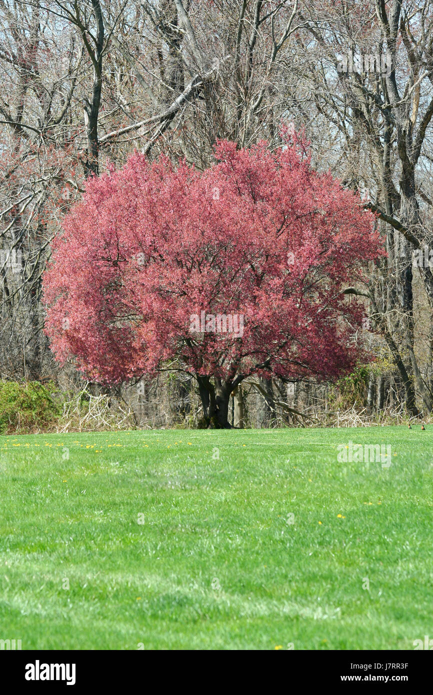 blue tree trees flower plant bloom blossom flourish flourishing flowers ...