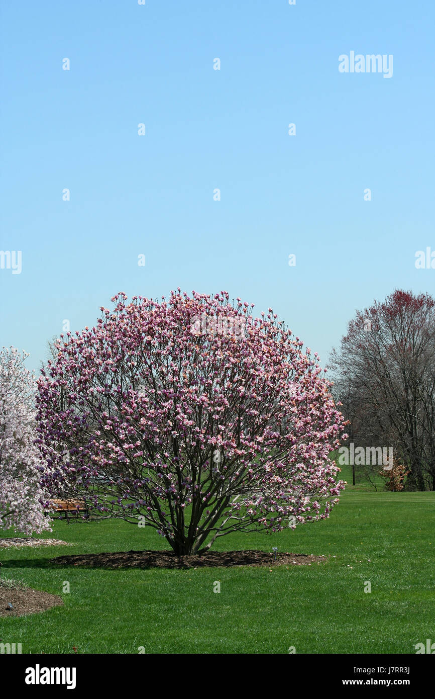 blue tree trees flower plant bloom blossom flourish flourishing flowers ...