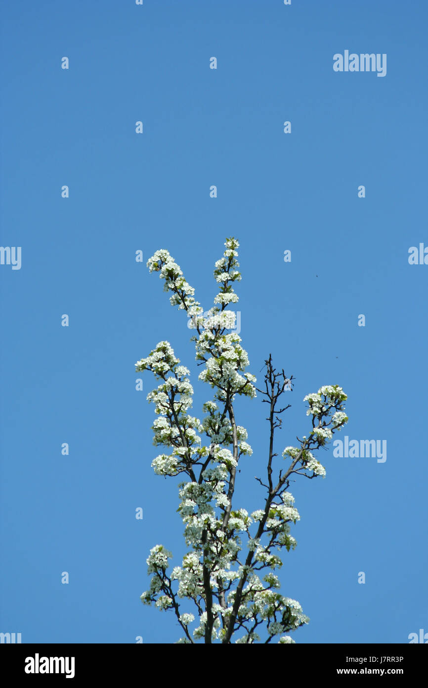 beautiful beauteously nice tree trees flower plant bloom blossom ...