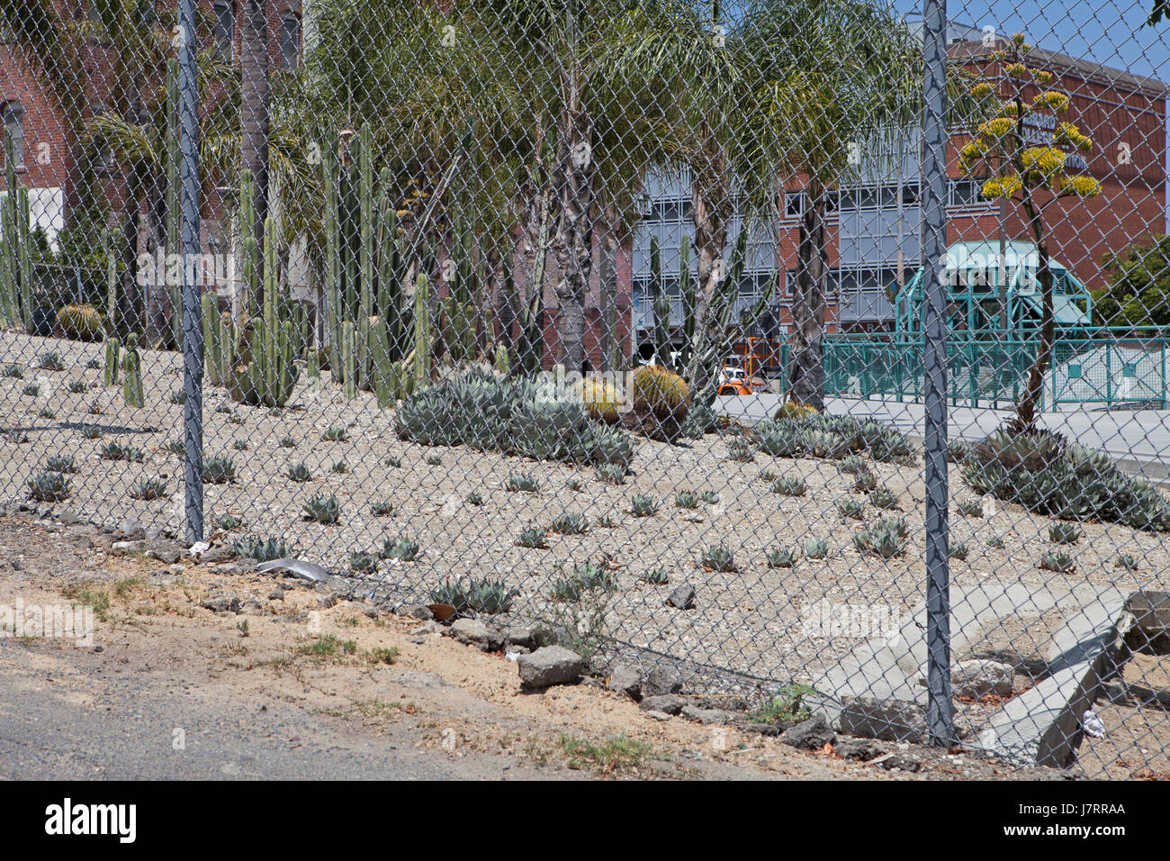 Cactus garden at Metro subway station, Beverly Blvd and Vermont Avenue ...