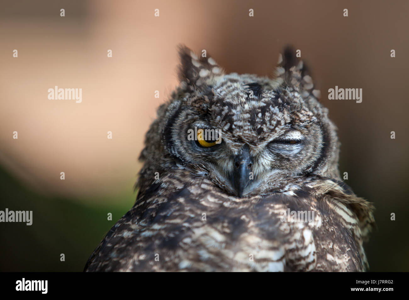 bird birds blank european caucasian birds of prey raptor beak owl beaks ...