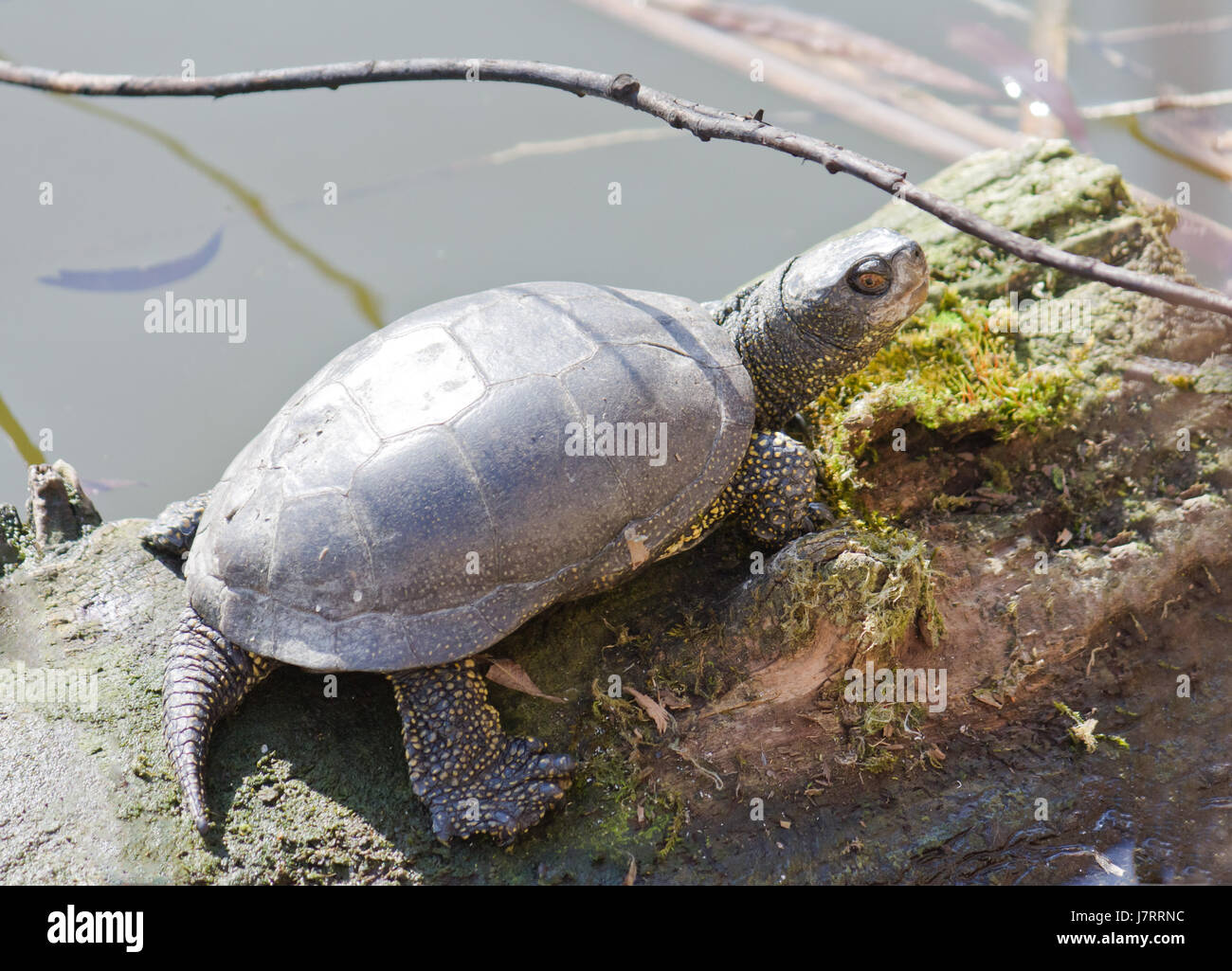 animal reptile amphibian fauna shell creature wildlife fresh water pond ...