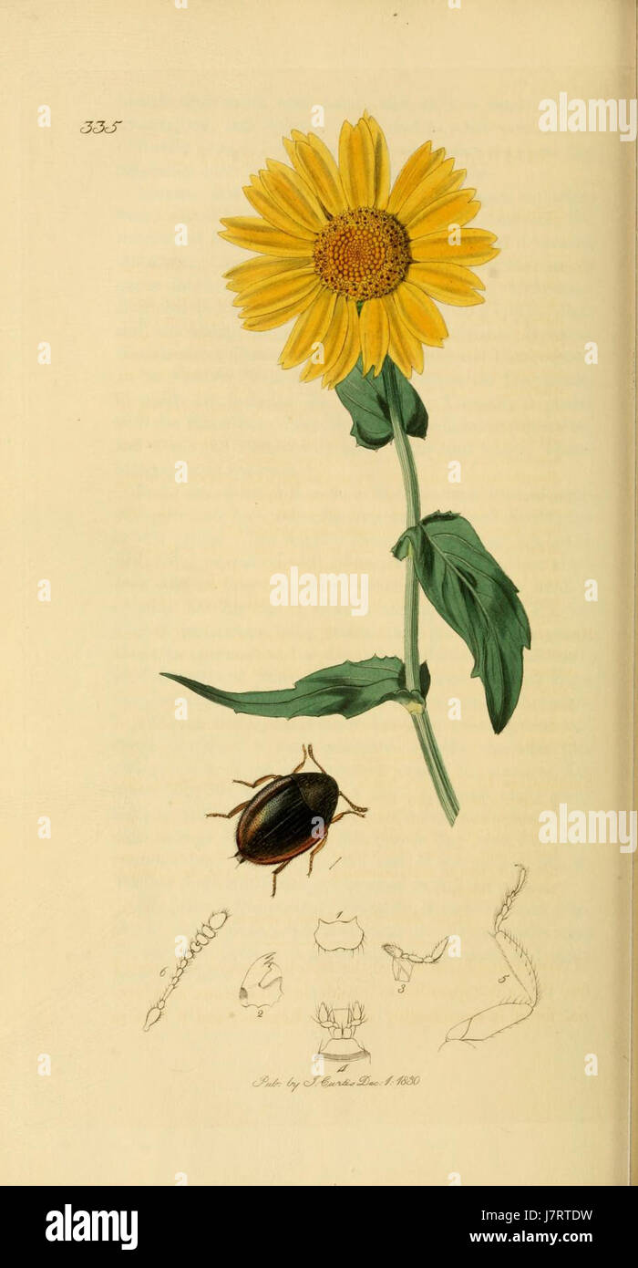 Plate 335 from the second volume of 'British Entomology' by J.F ...