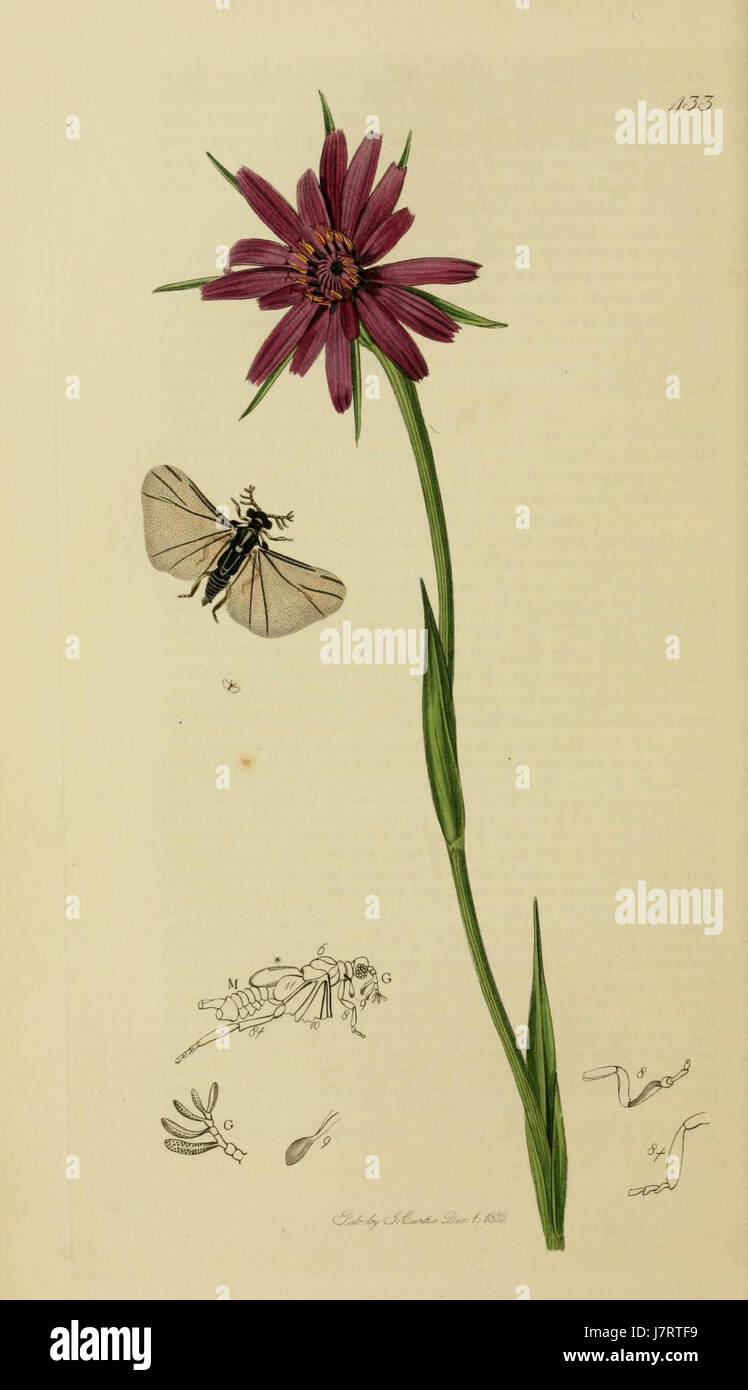 British Entomology Volume 3, Plate 433, is a detailed illustration from ...