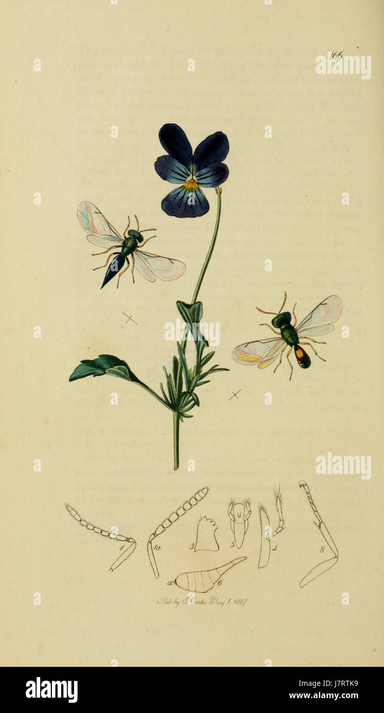 Anatomy of various insects hi-res stock photography and images - Alamy