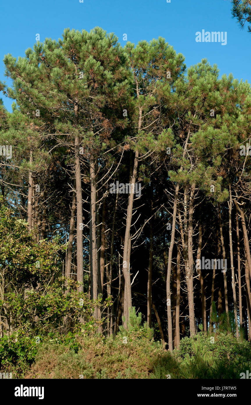 Spanish pine tree hi-res stock photography and images - Alamy