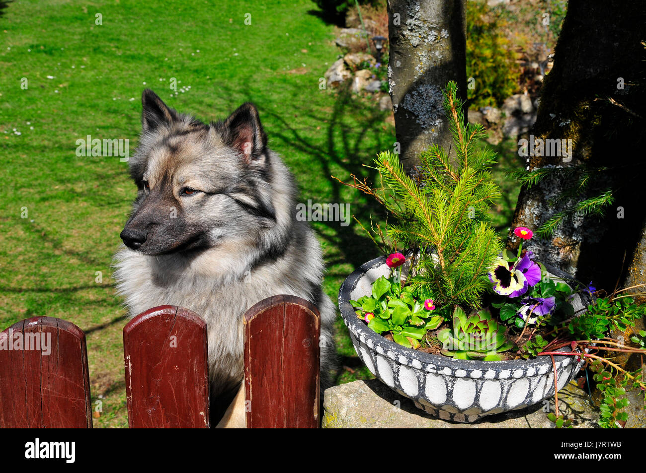 dog on fence Stock Photo - Alamy