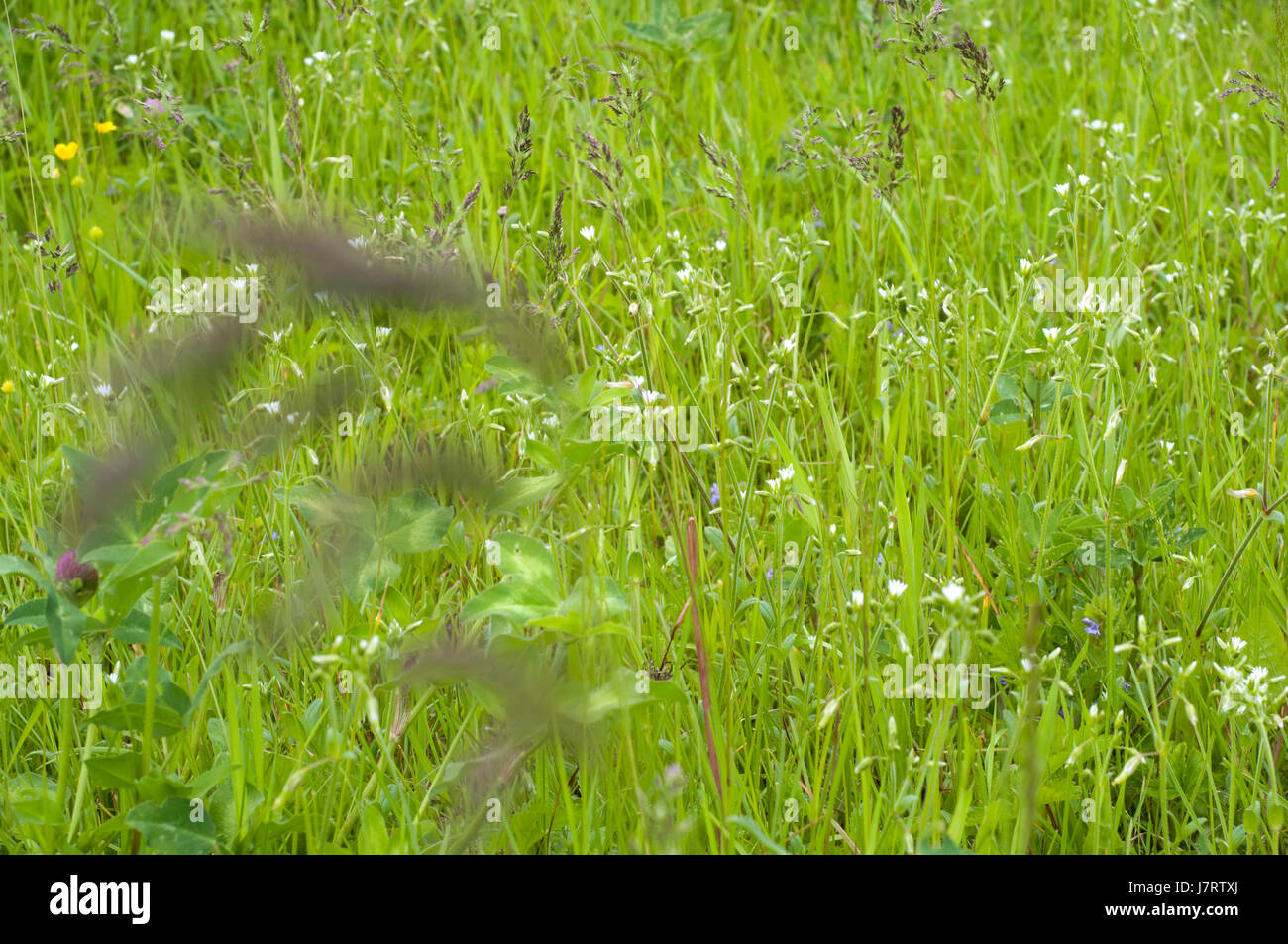Summer grass meadow motion blur of pleasant wind with bright sunlight ...