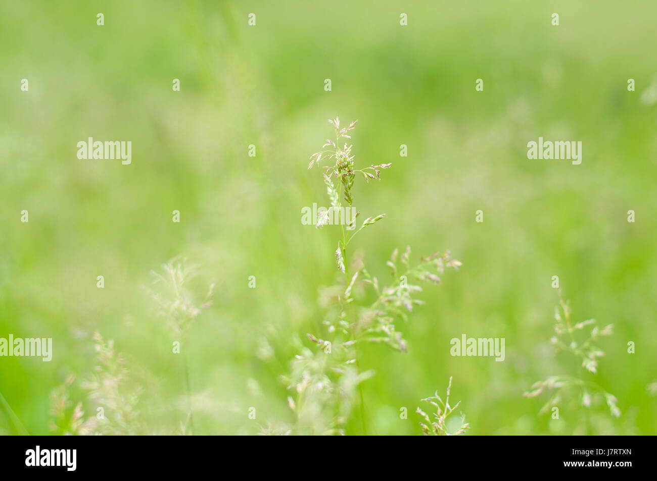 Summer grass meadow motion blur of pleasant wind with bright sunlight ...
