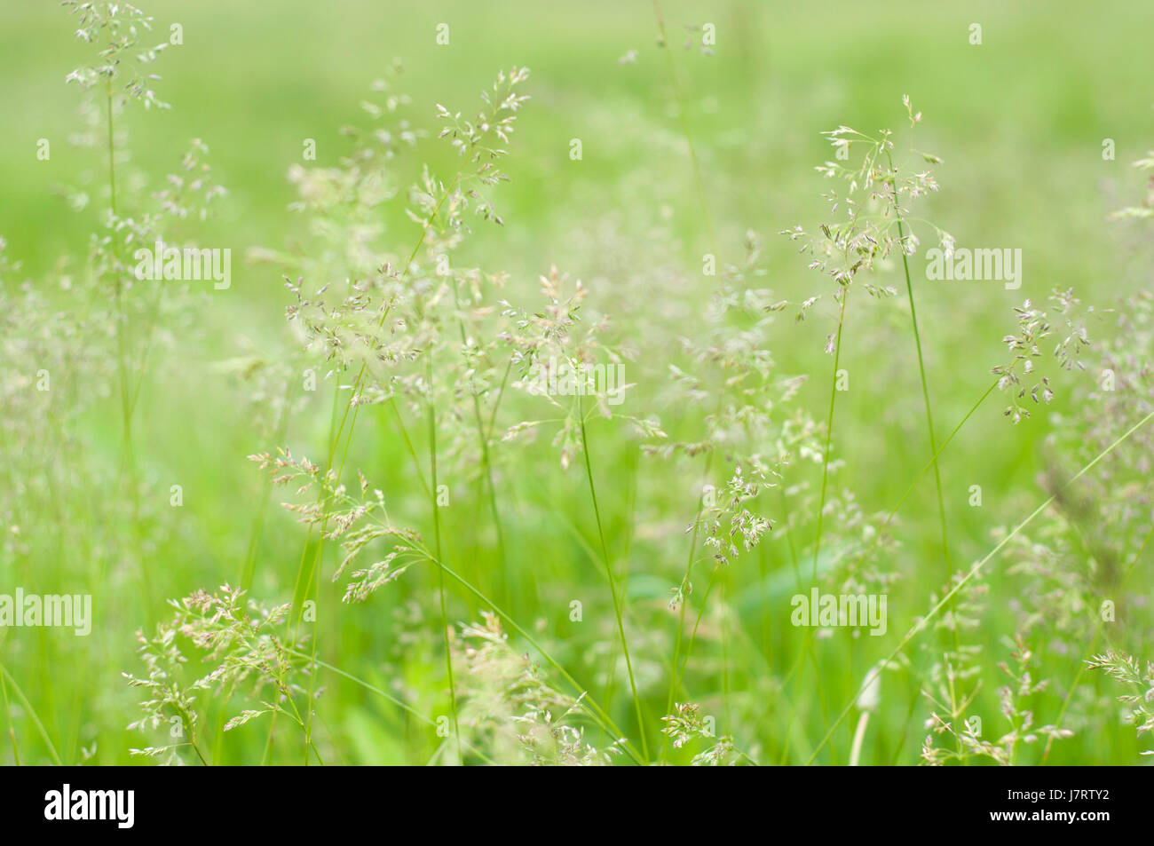 Summer grass meadow motion blur of pleasant wind with bright sunlight ...