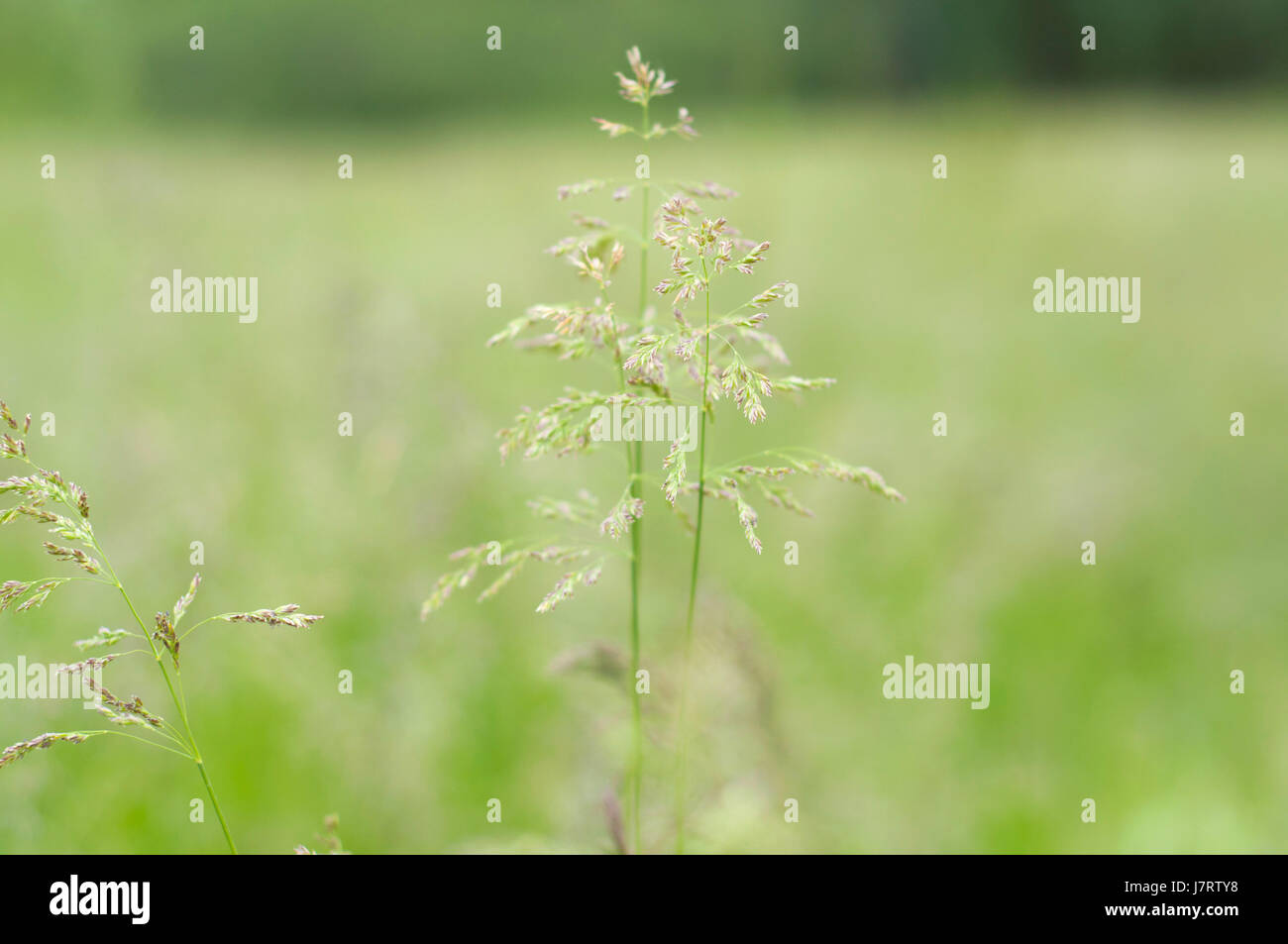 Summer grass meadow motion blur of pleasant wind with bright sunlight ...