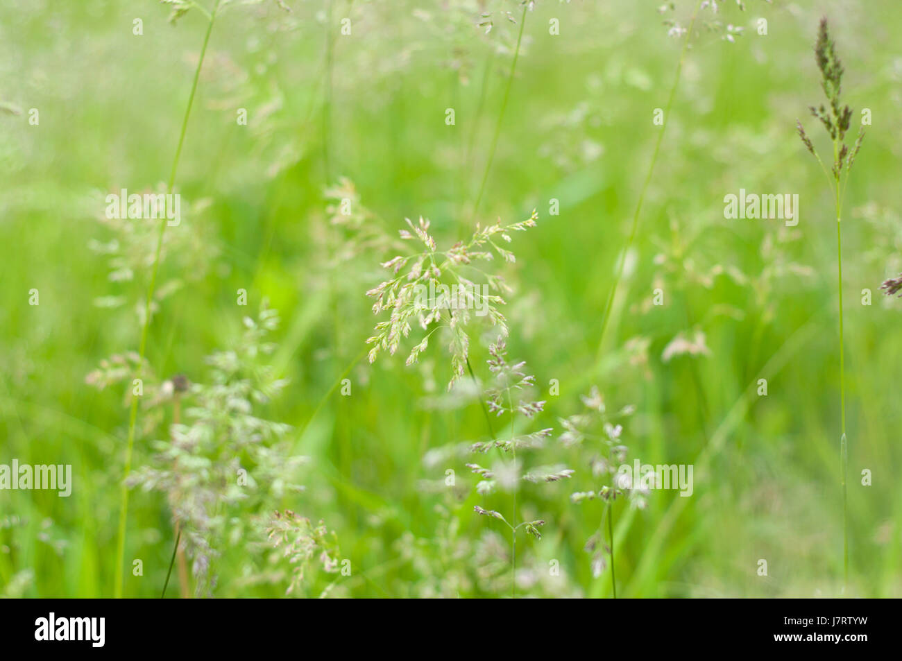 Summer grass meadow motion blur of pleasant wind with bright sunlight ...