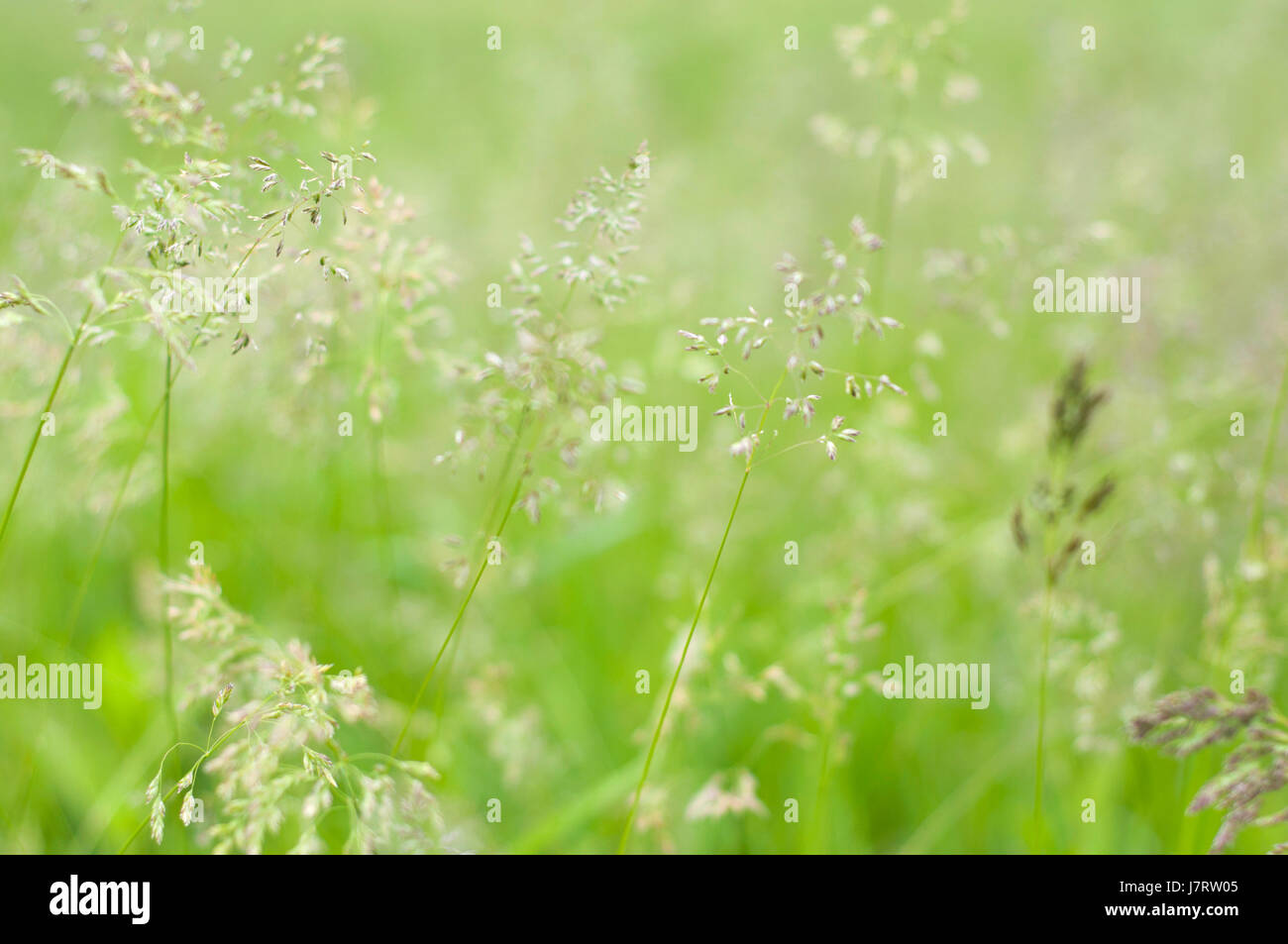 Summer grass meadow motion blur of pleasant wind with bright sunlight ...