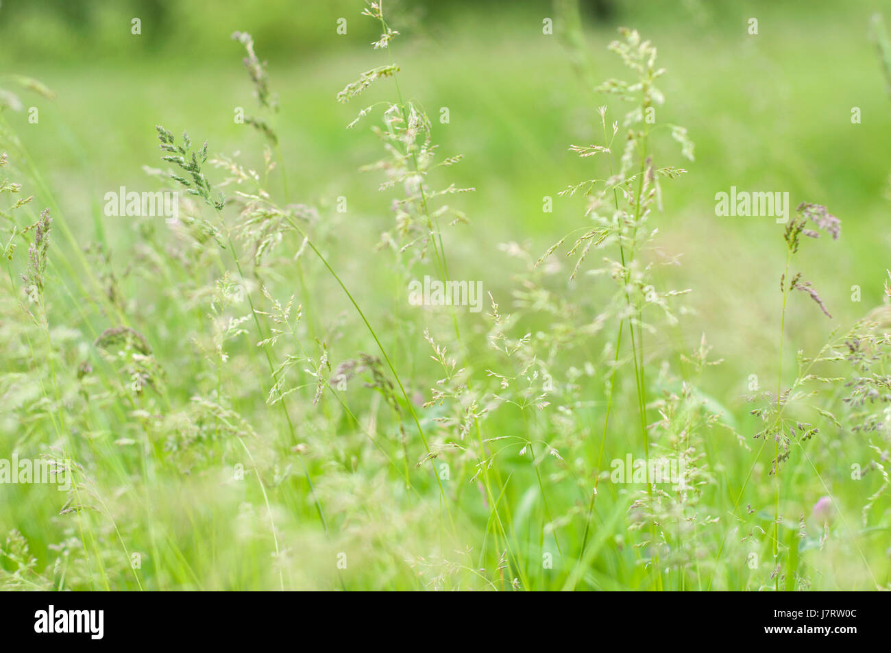 Summer grass meadow motion blur of pleasant wind with bright sunlight ...