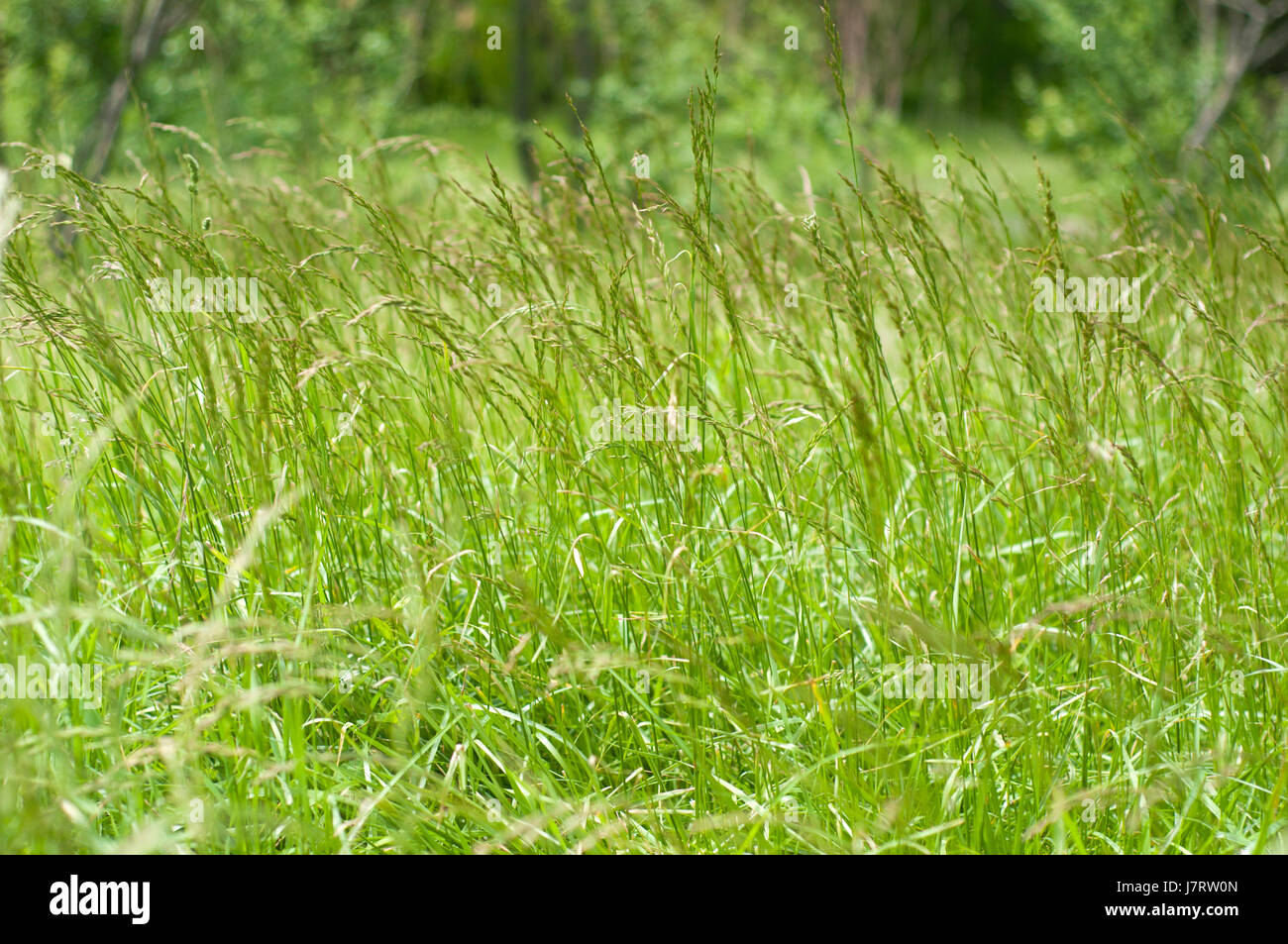 Summer grass meadow motion blur of pleasant wind with bright sunlight ...