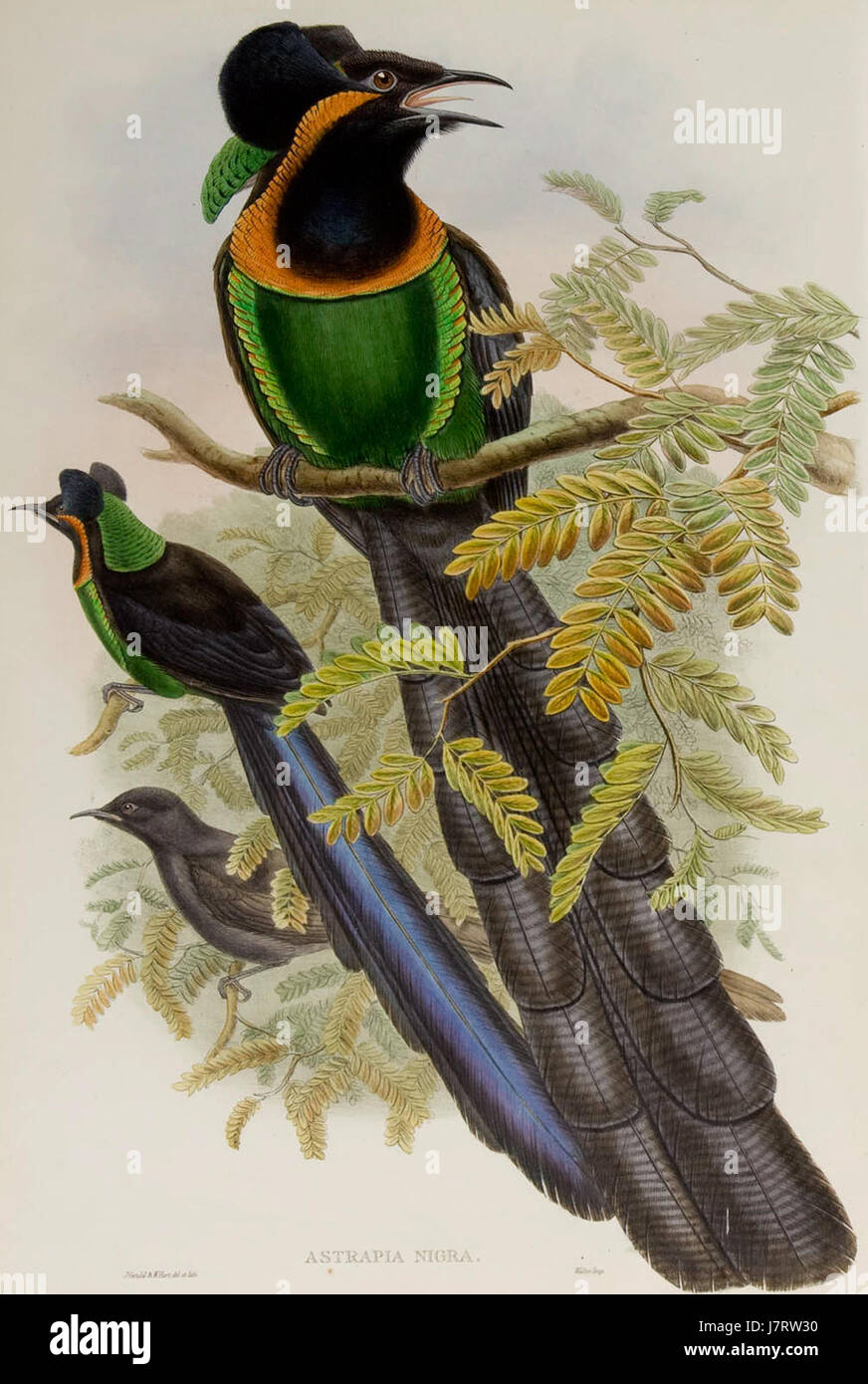 Astrapia Nigra High Resolution Stock Photography and Images - Alamy