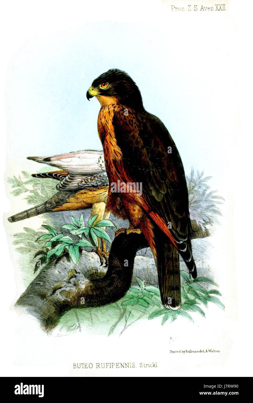 Prey found Cut Out Stock Images & Pictures - Alamy