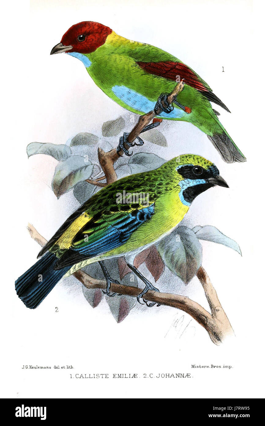 Calliste Keulemans was a 19th-century Dutch-born artist known for his ...