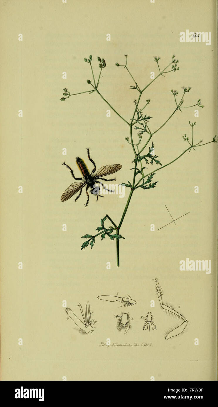 This plate from the 8th volume of 'British Entomology' showcases ...