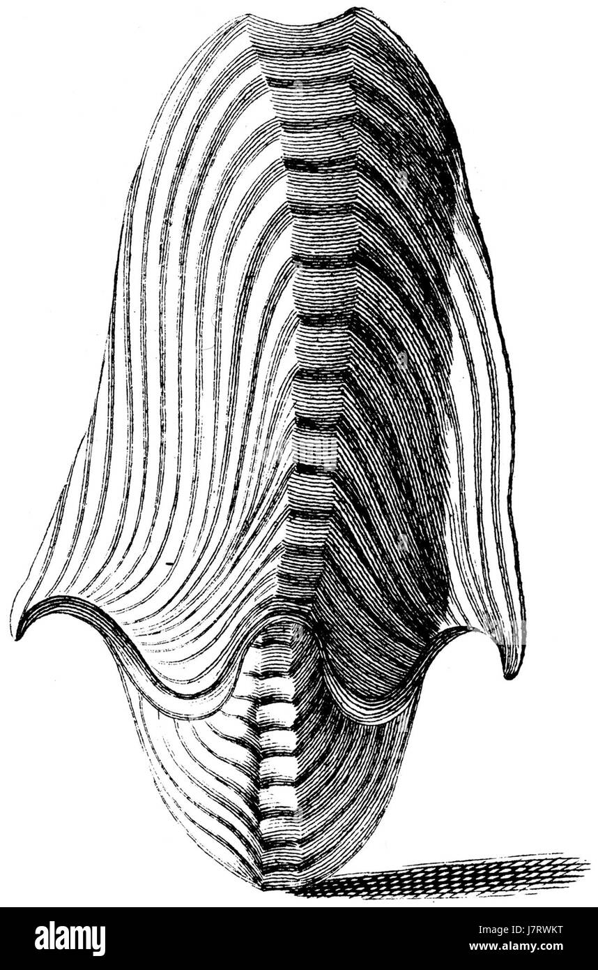 Argonauta hi-res stock photography and images - Alamy