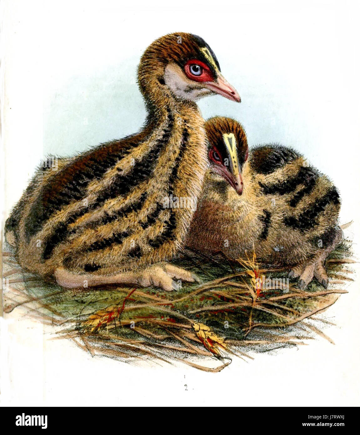 Casuarius Bennettii, also known as the Bennettâ€™s cassowary, is a ...