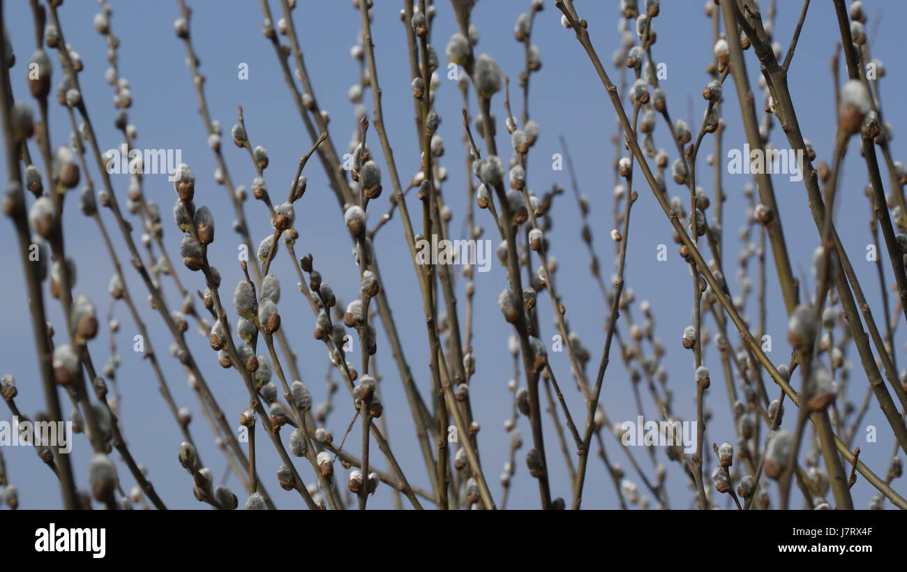 soft shrub deco bush browse firmament sky nature kitten kittens kitties ...