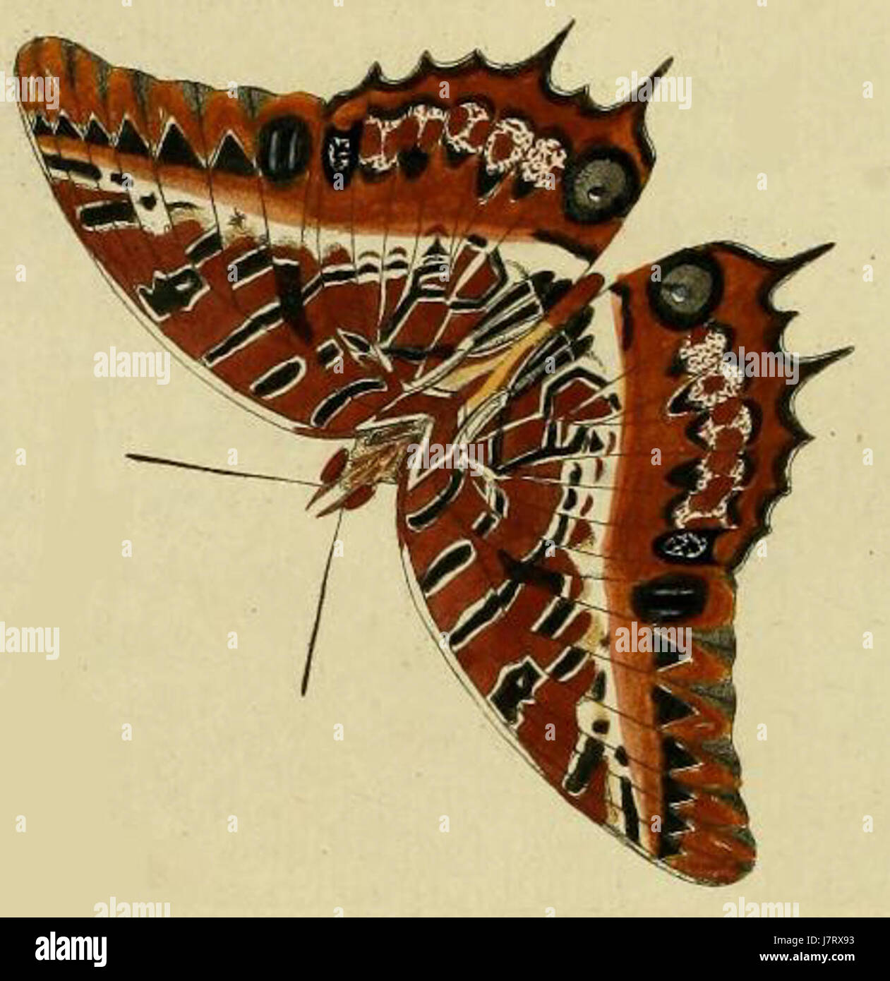 A close-up image of Charaxes pollux, a species of butterfly known for ...