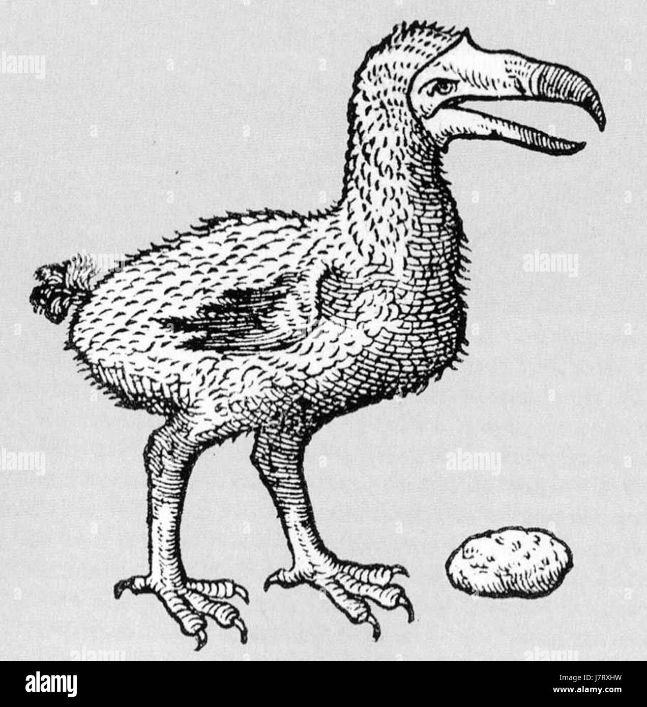 Extinct bird illustration Black and White Stock Photos & Images - Alamy