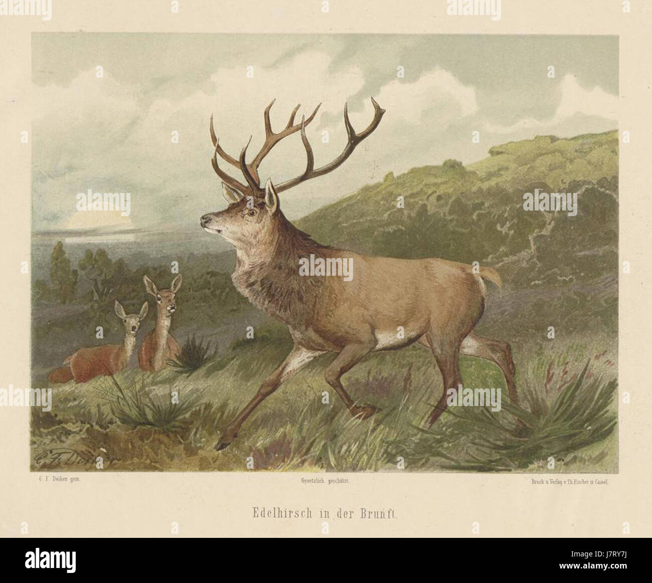 'Deiker Jagdbare Tiere' translates to 'Deiker Huntable Animals' in ...