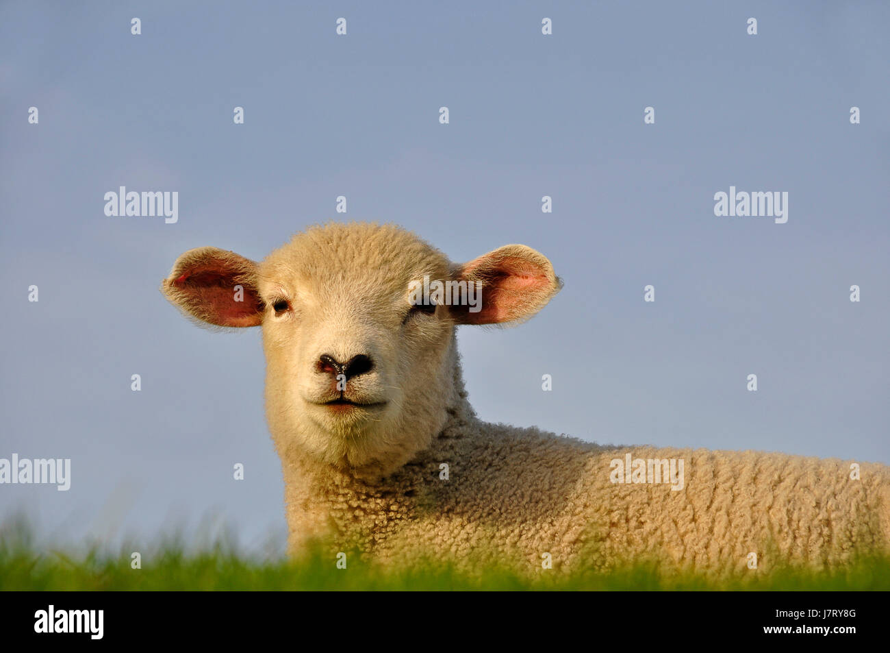 sheep easter lambkin young younger lamb blue sheep easter Northern ...