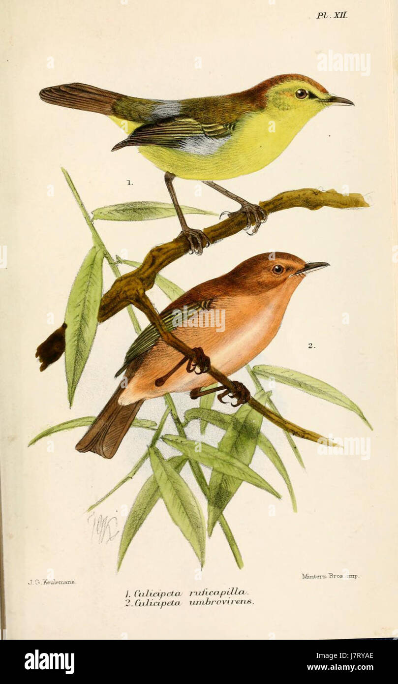 Culicipeta Keulemans refers to a bird species illustration by artist ...