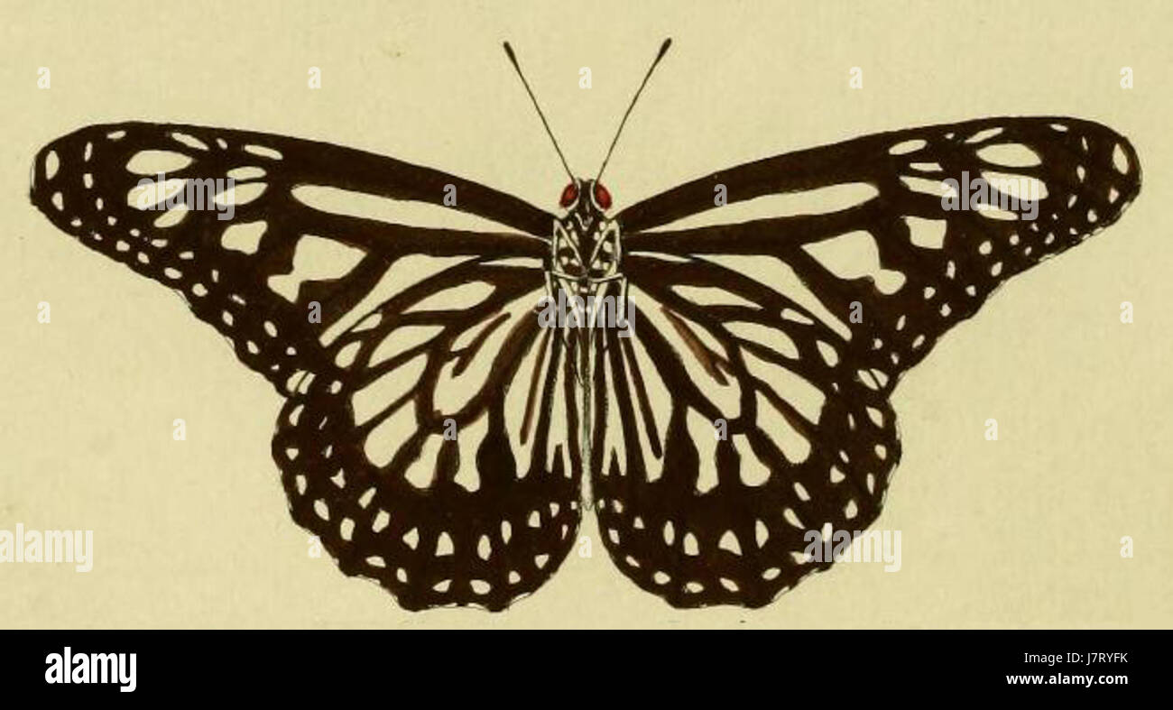 Danaus ismare is a species of butterfly in the family Nymphalidae ...