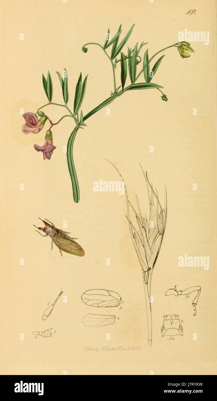 Volume 7 of John Curtis's British Entomology, featuring detailed ...