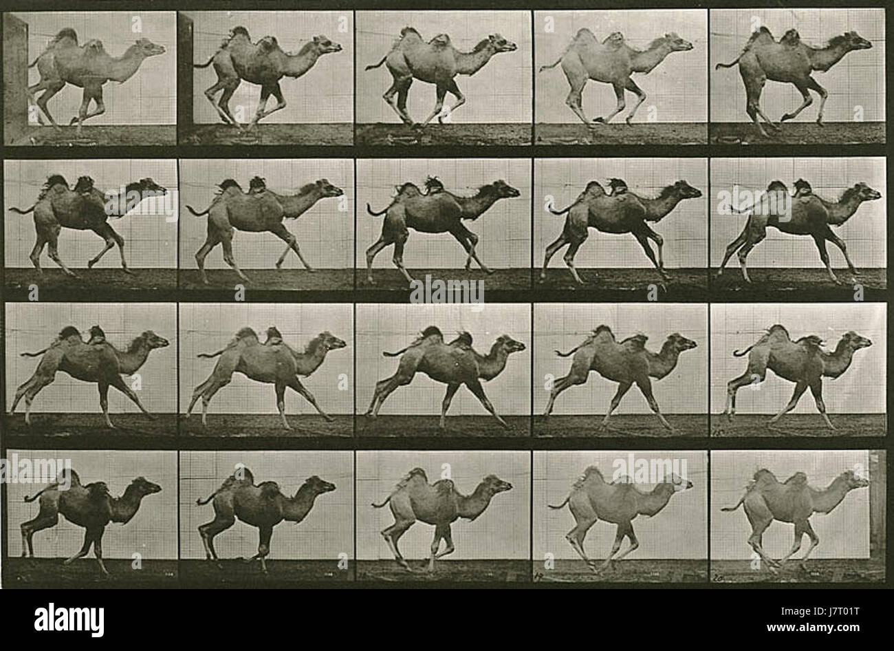 Muybridge hi-res stock photography and images - Alamy