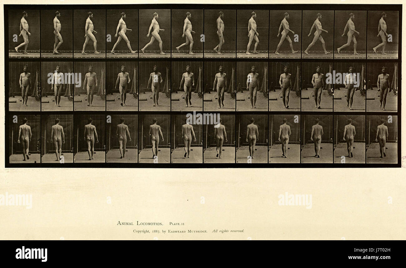 This historical plate from the book 'Animal Locomotion' shows a ...