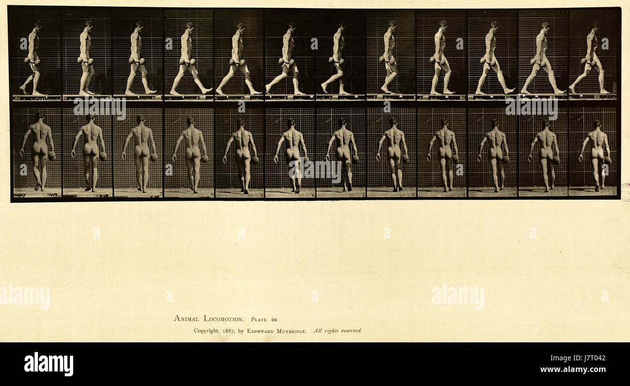 This plate from the 'Animal Locomotion' series by Eadweard Muybridge ...