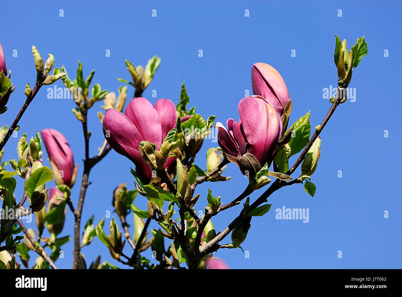 bushes shrub bush magnolia plant blue garden plant bloom blossom ...