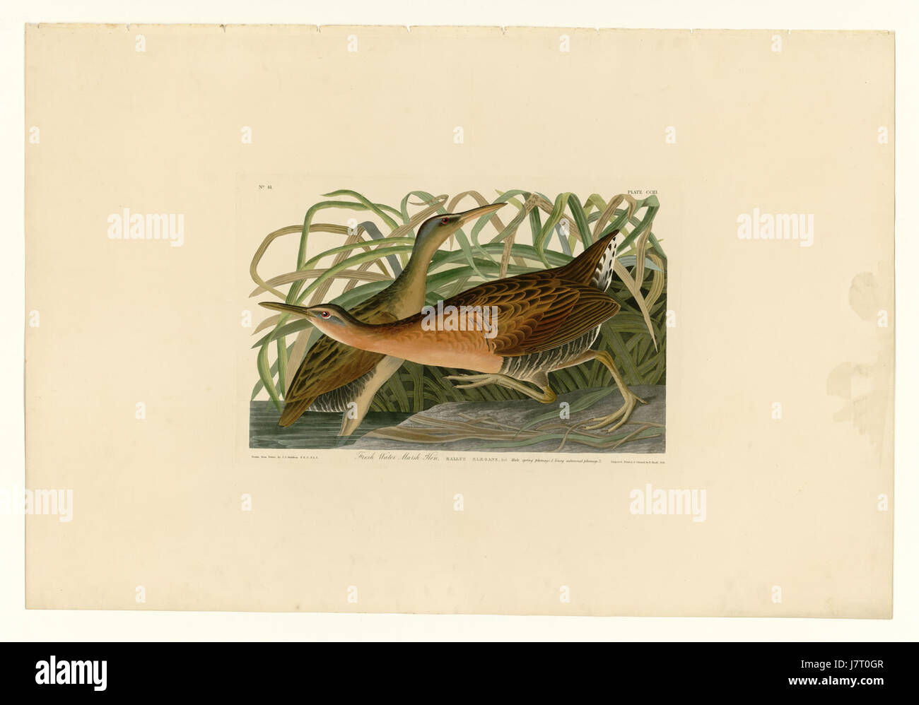 203 Fresh Water Marsh Hen Stock Photo - Alamy