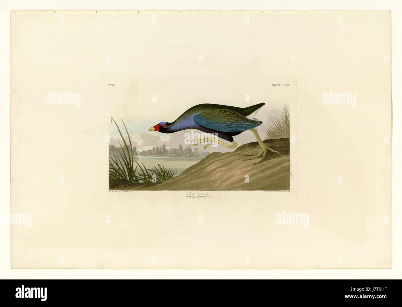 Drawing of the purple gallinule hi-res stock photography and images - Alamy