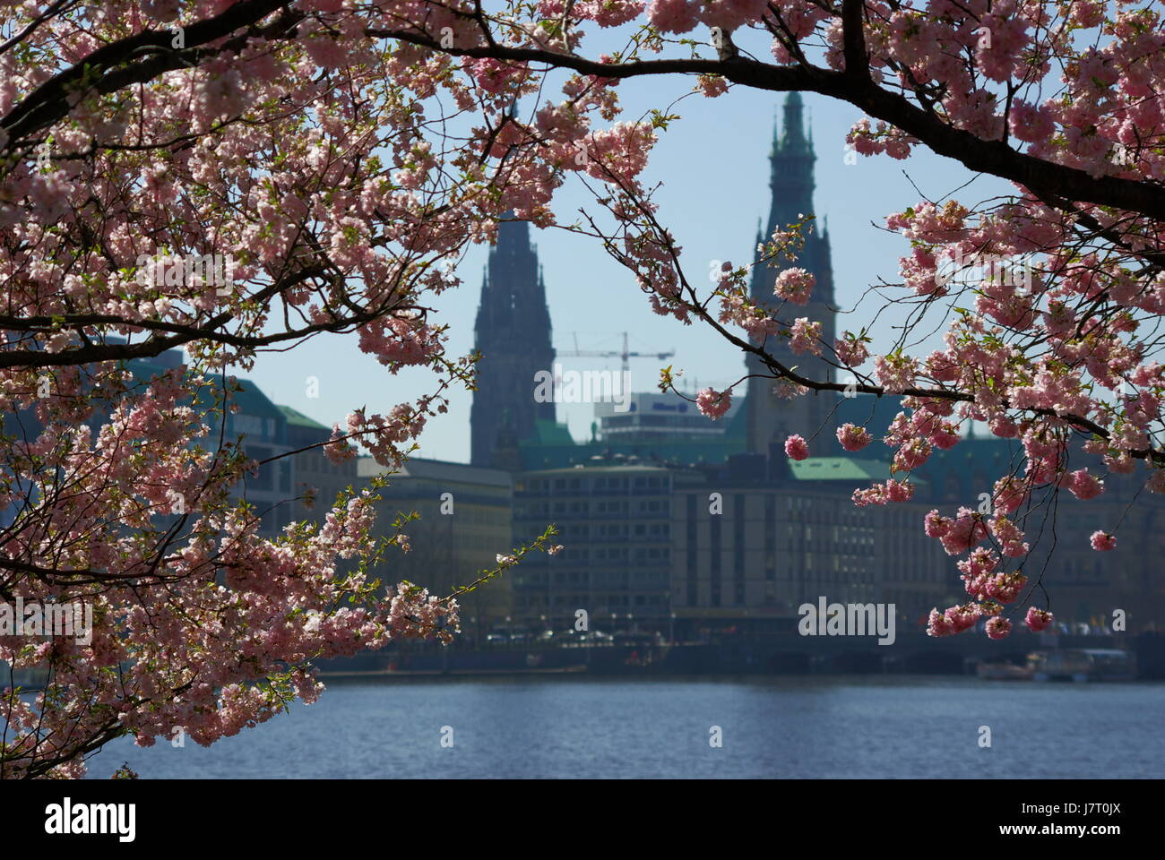 spring on the alster Stock Photo - Alamy