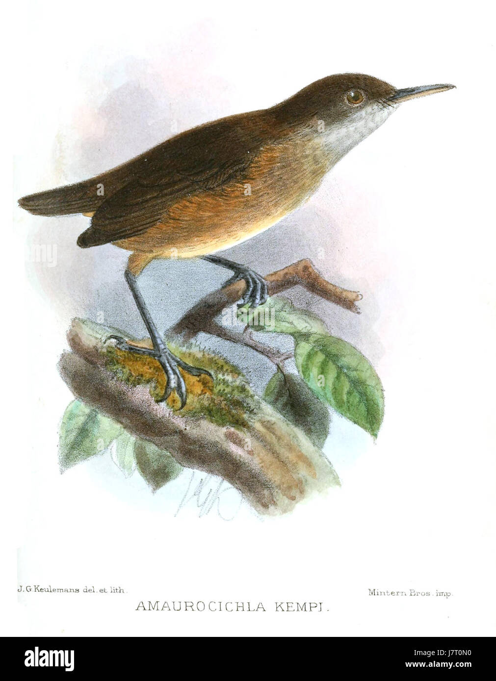 Amaurocichla kempi, or Kempâ€™s long-tailed ground roller, is a rare ...