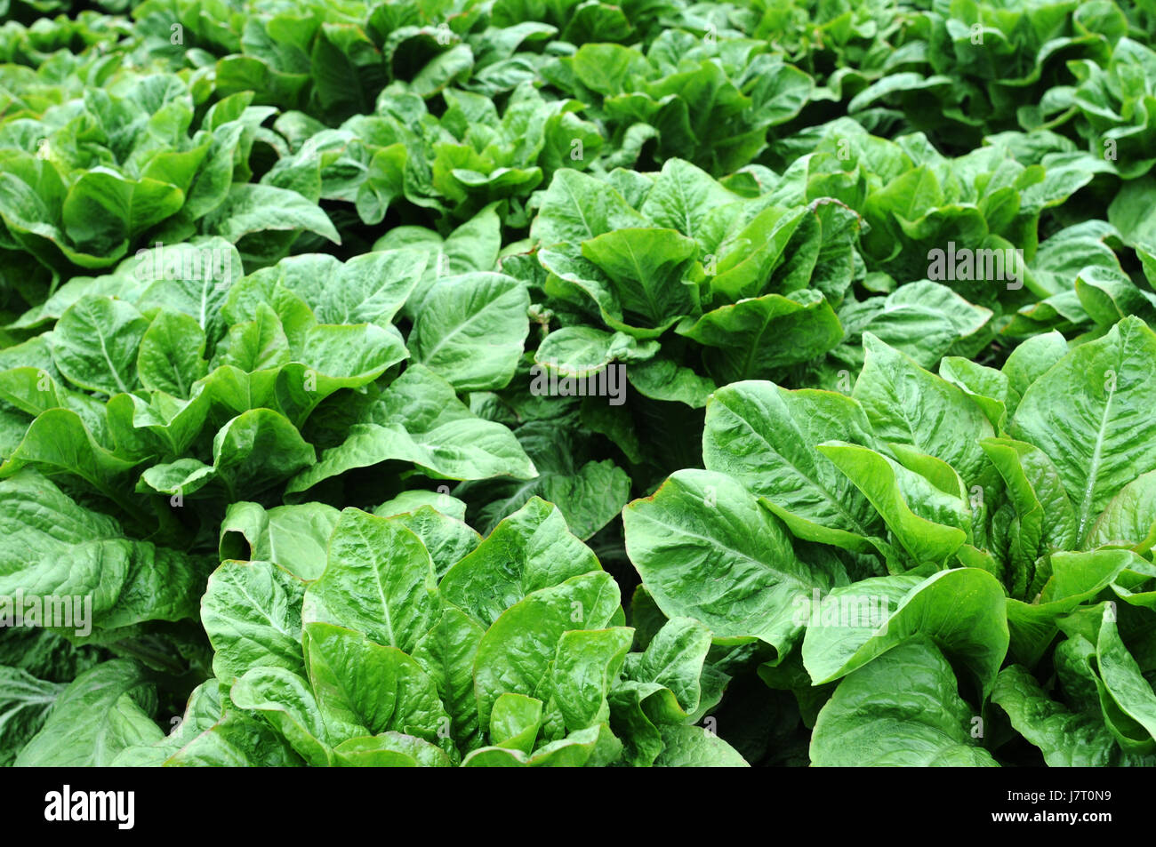 garden vegetable raw lettuce lawn green salad fresh healthy food ...