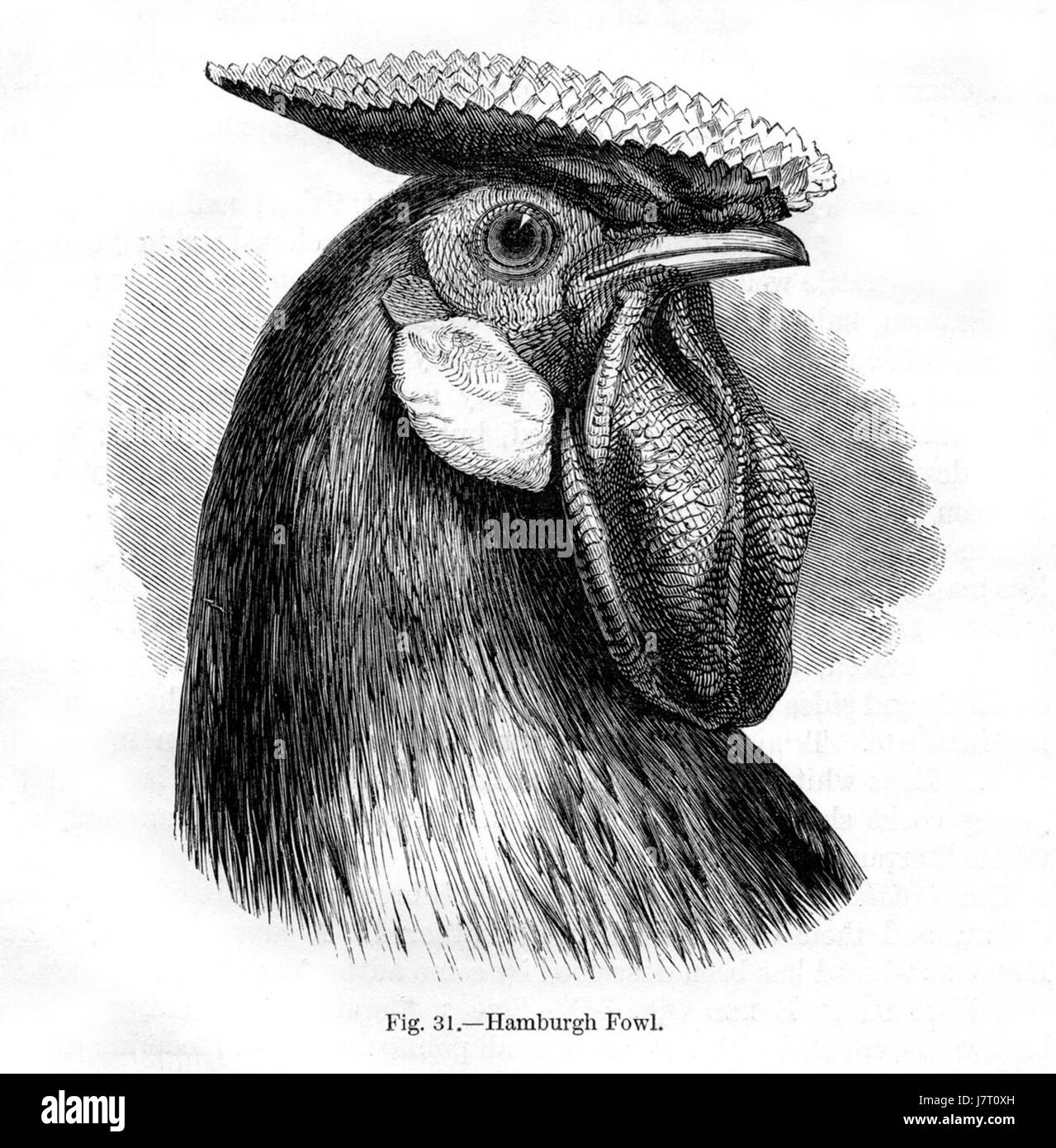 Darwin Variation Fig31 Stock Photo - Alamy