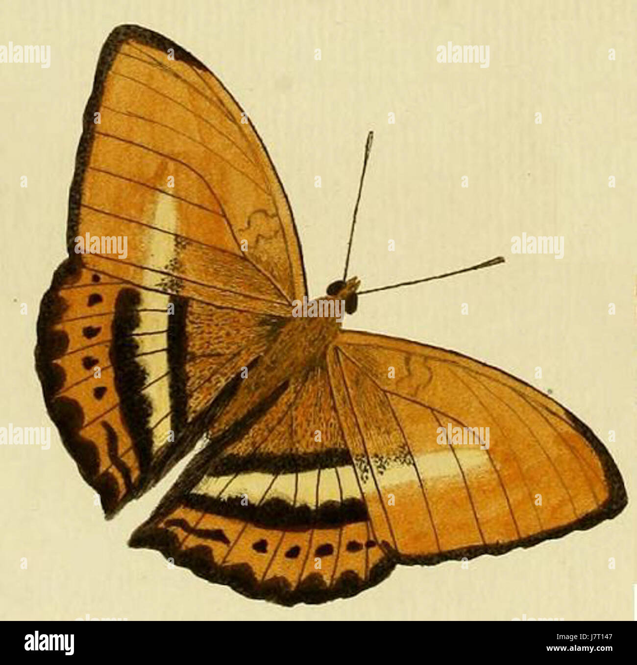 Cymothoe egesta is a species of butterfly in the family Nymphalidae ...